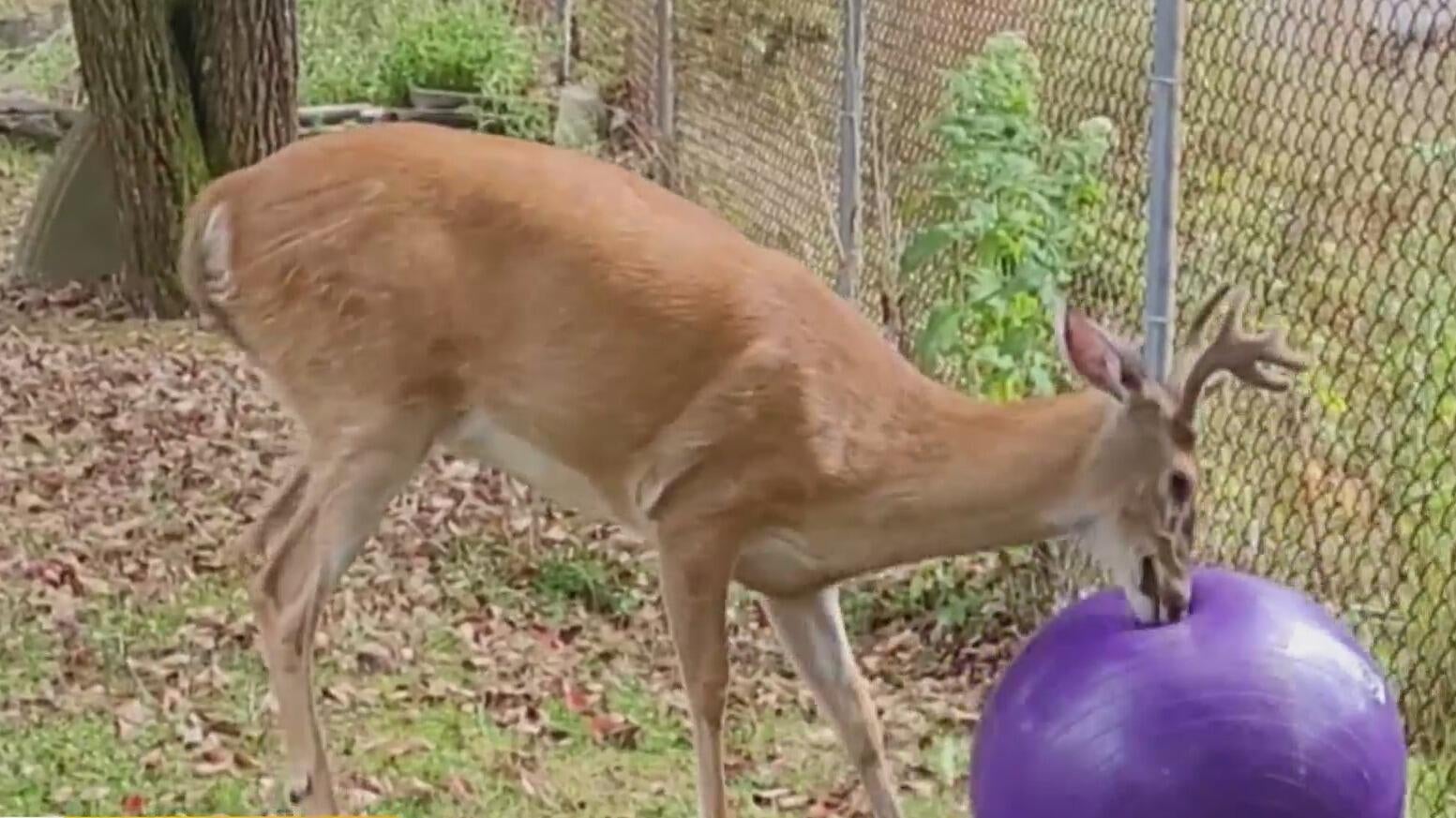 Pet deer taken by Pennsylvania Game Commission finds permanent home at ...