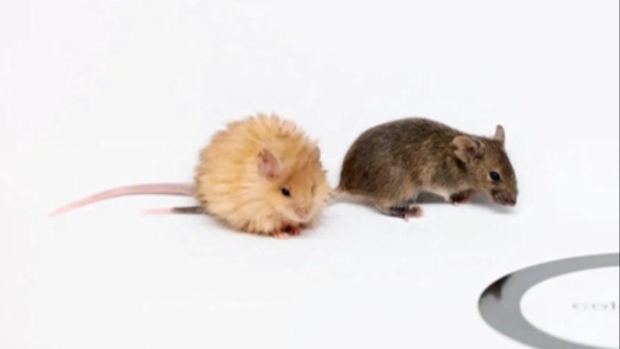 "Colossal woolly mouse" created by scientists in effort to reconstruct the woolly mammoth - CBS News