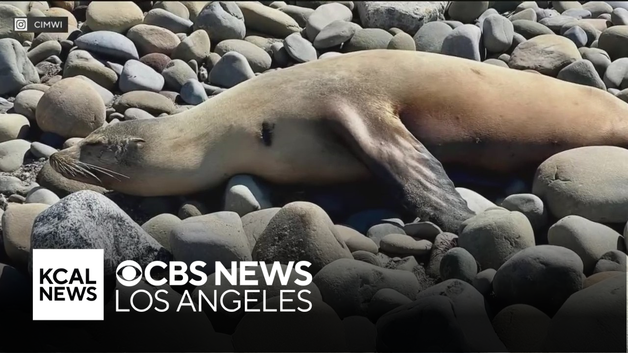 Ventura man arrested for allegedly beating sea lion with a stick - CBS ...