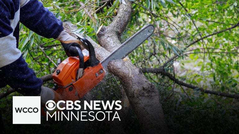 Several trees illegally sawed down near Minneapolis' Cedar Lake, police ...