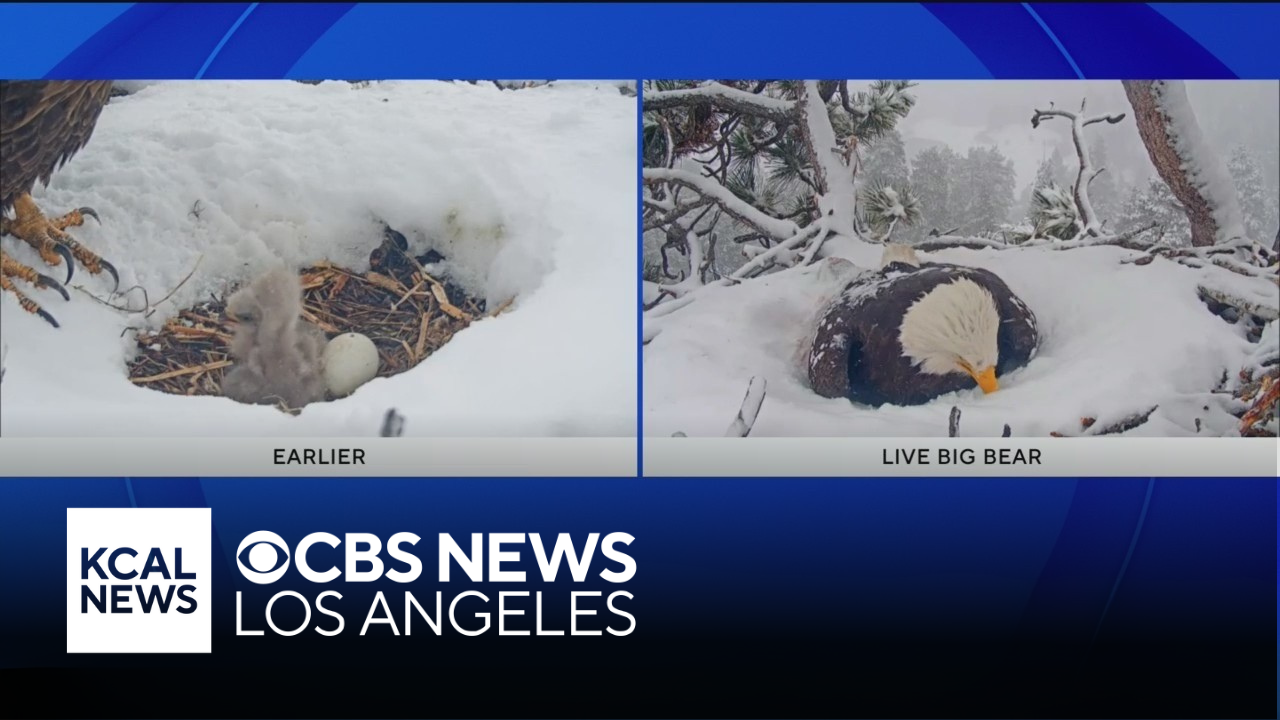 Jackie and Shadow's 3rd egg "pips" in Big Bear nest - CBS Los Angeles