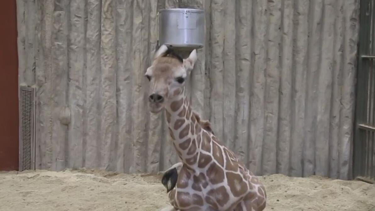 Denver Zoo Conservation Alliance welcomes newborn giraffe - CBS Colorado