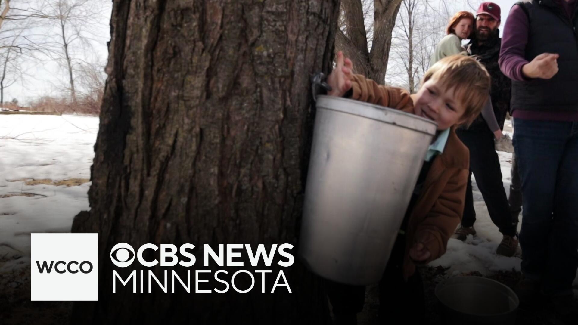 Spring snow into thaw provides ideal conditions for maple tree tapping ...