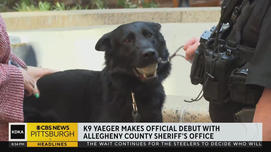 New K9, Yaeger, introduced by Allegheny County Sheriff's Office - CBS ...