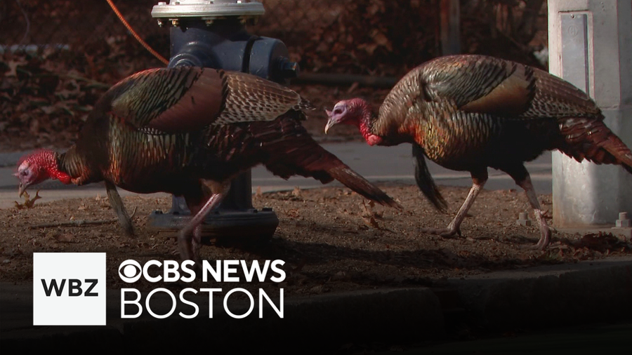 Wild turkey mating season in Brookline leads to warnings about ...