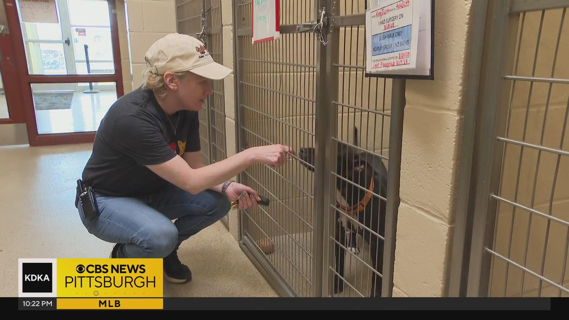Beaver County Humane Society over capacity, urgently seeking dog ...
