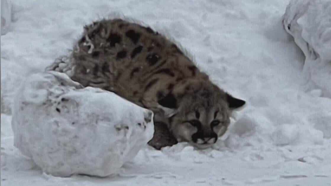 Cougar cubs spotted in Michigan wild for first time in 100 years - CBS ...