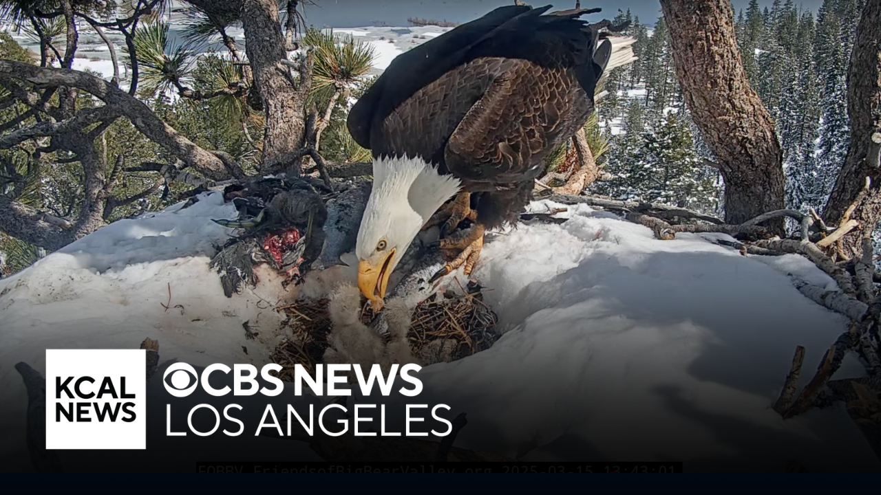 One of three eaglets belonging to Big Bear bald eagles Jackie and Shadow has died, says wildlife ...