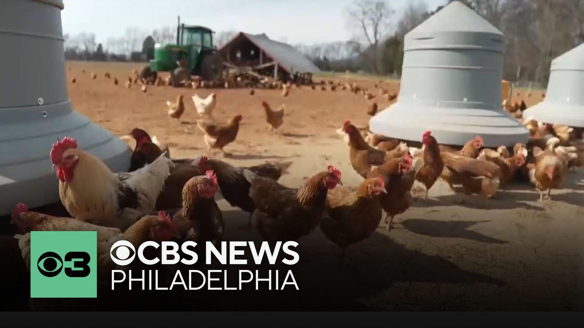 3rd confirmed case of bird flu in Philadelphia was at live market ...