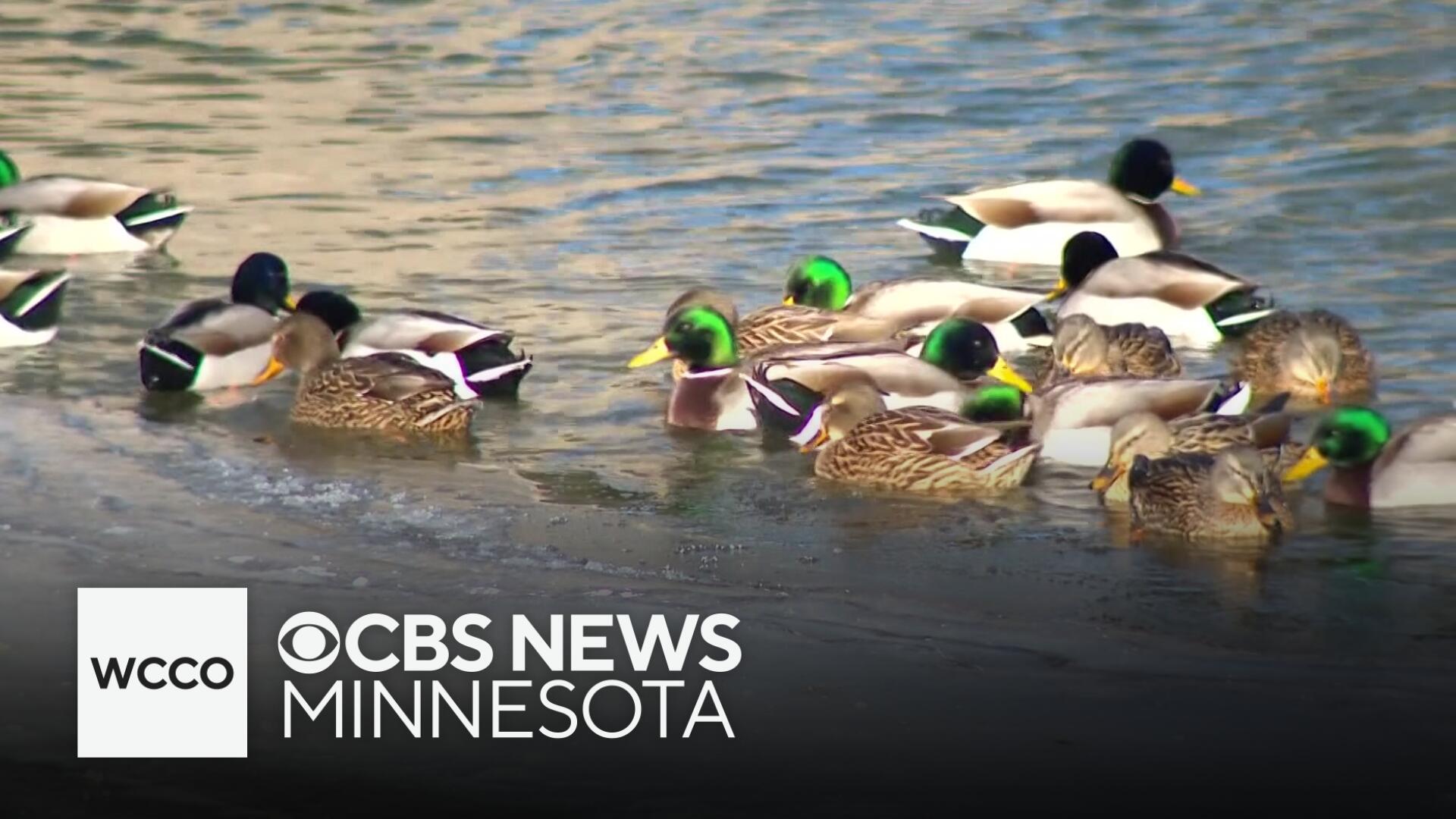 Minnesota poultry farmers learning from bird flu studies involving ...