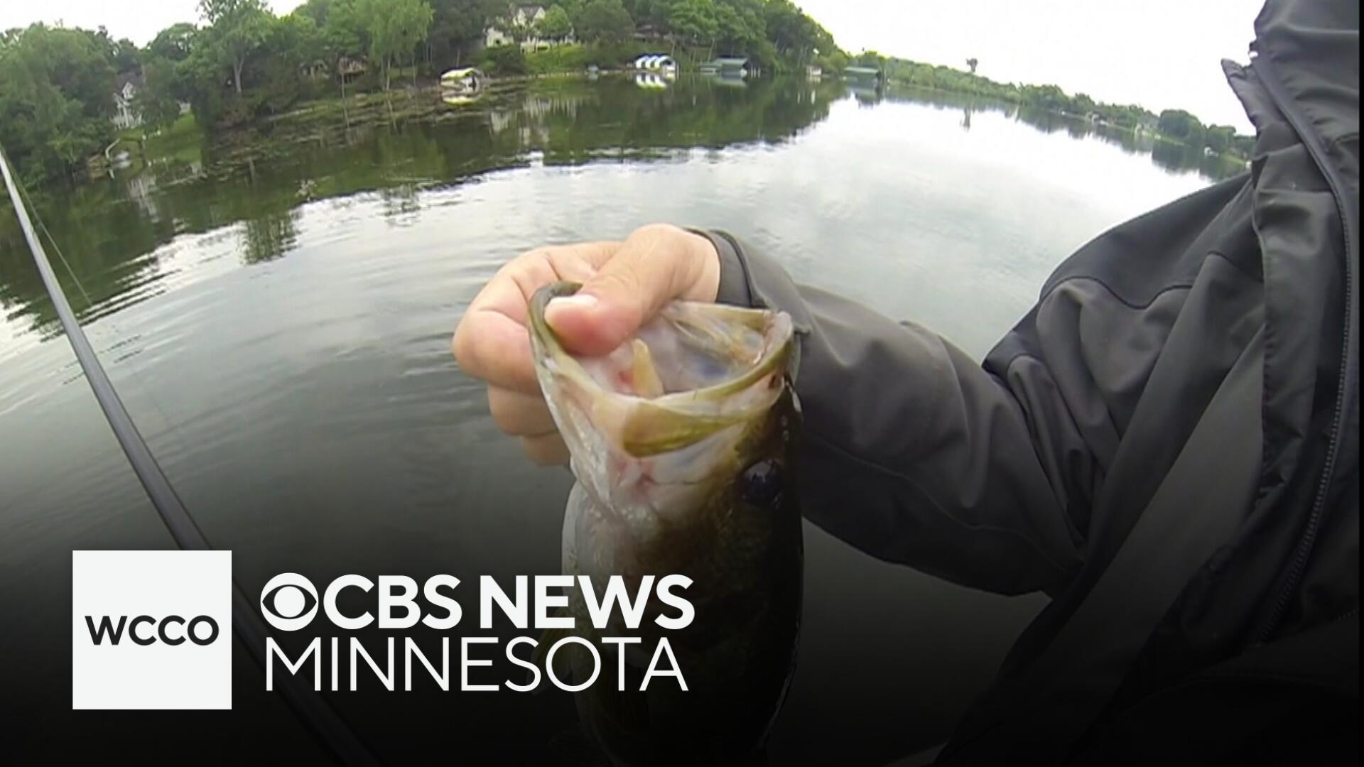 How do wildlife officials count the fish in Minnesota's lakes? - CBS ...