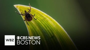 Tick season officially arrives in Massachusetts. Here's how to keep you ...