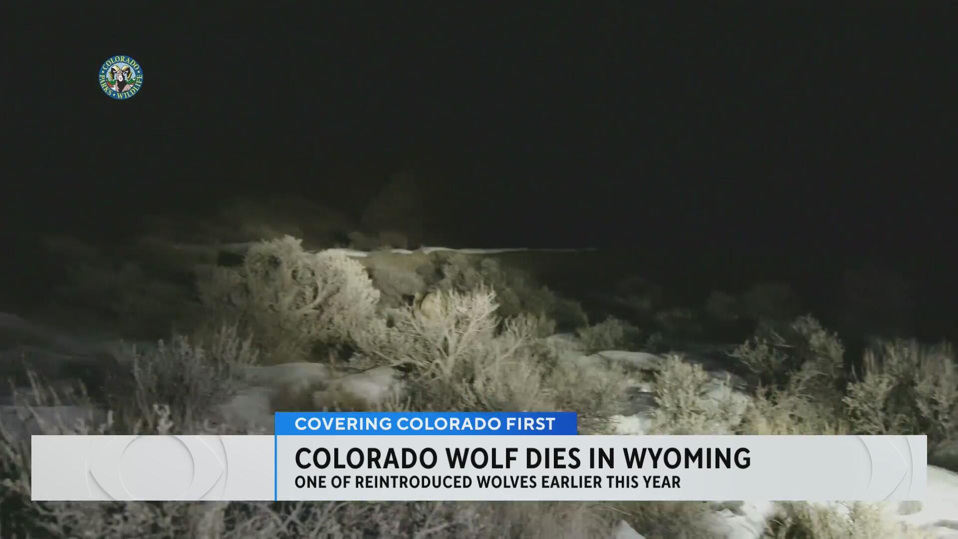U.S. agency kills wolf suspected of killing sheep after crossing from ...