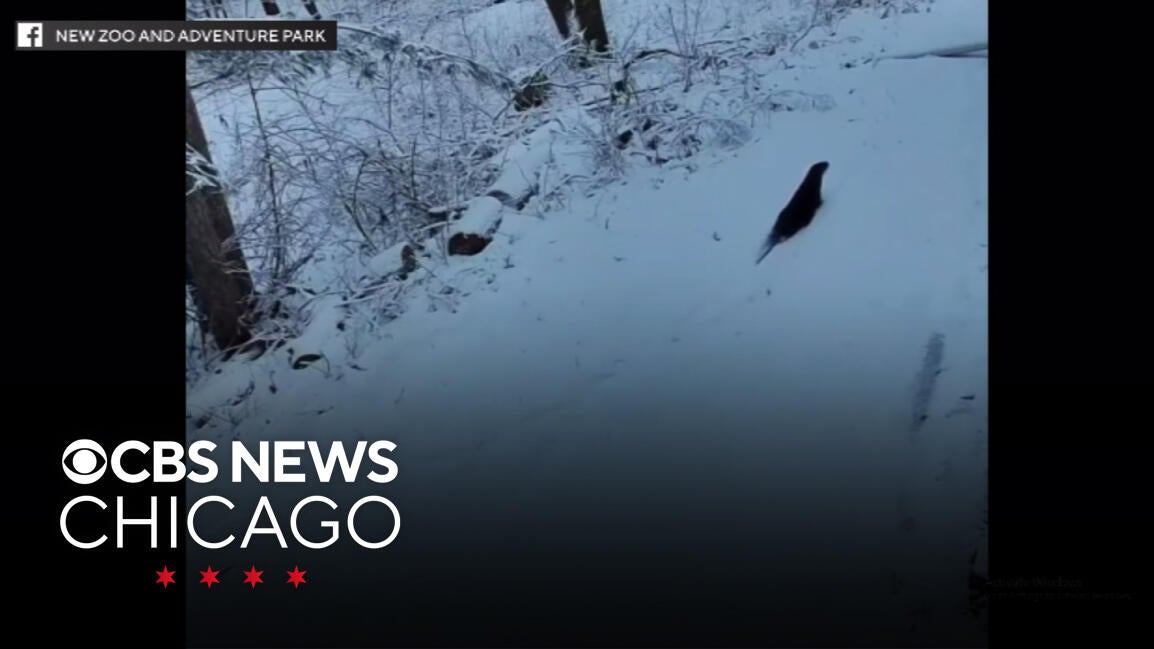 Otters Louie and Ophelia still on the run after escaping Northeastern ...