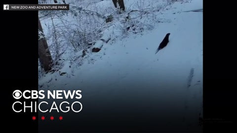 Otters Louie and Ophelia still on the run after escaping Northeastern ...