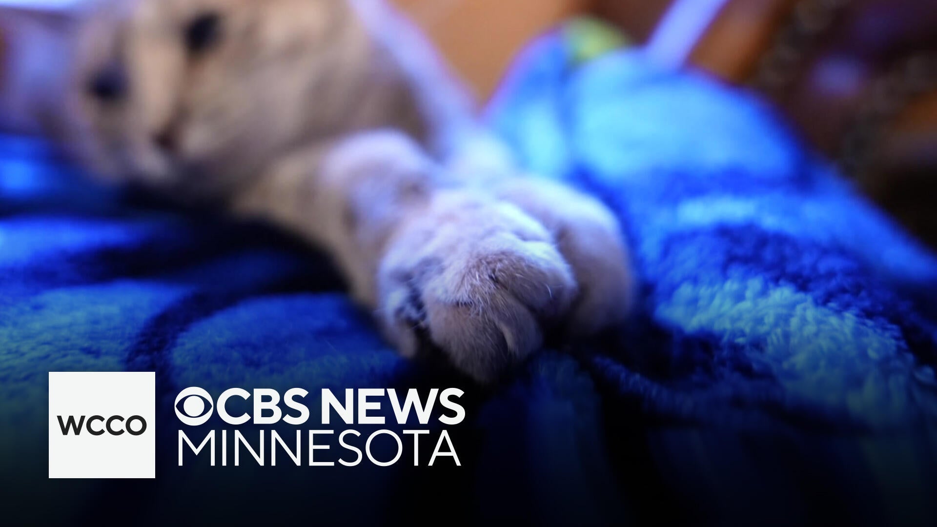 Bill seeks to outlaw practice of declawing cats in Minnesota - CBS ...