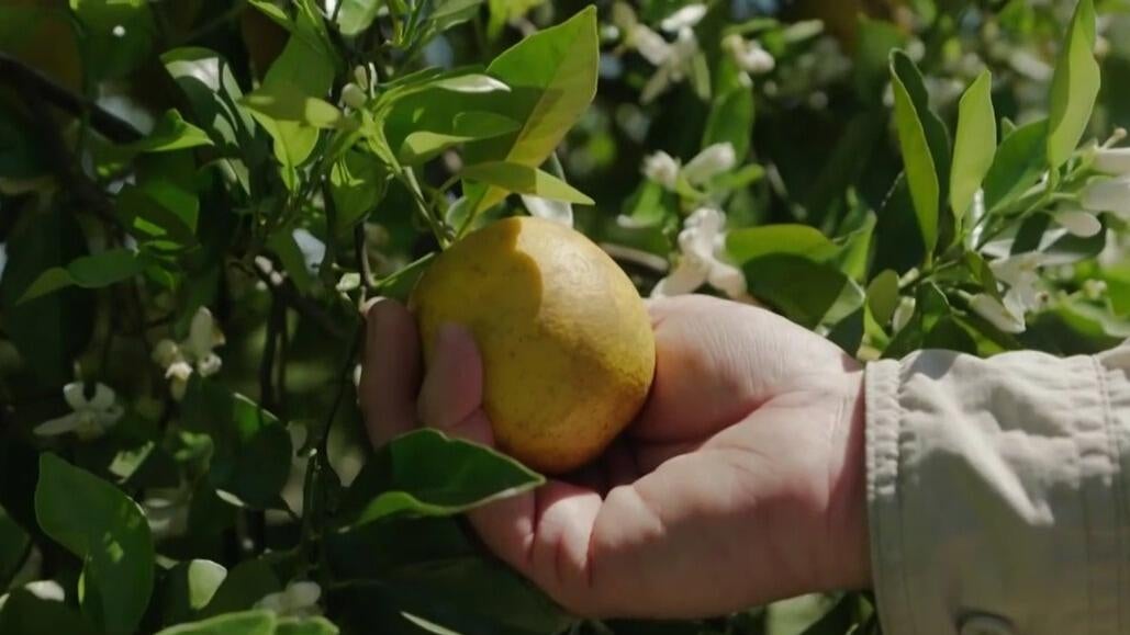 Florida citrus growers see slight improvement, Department of ...