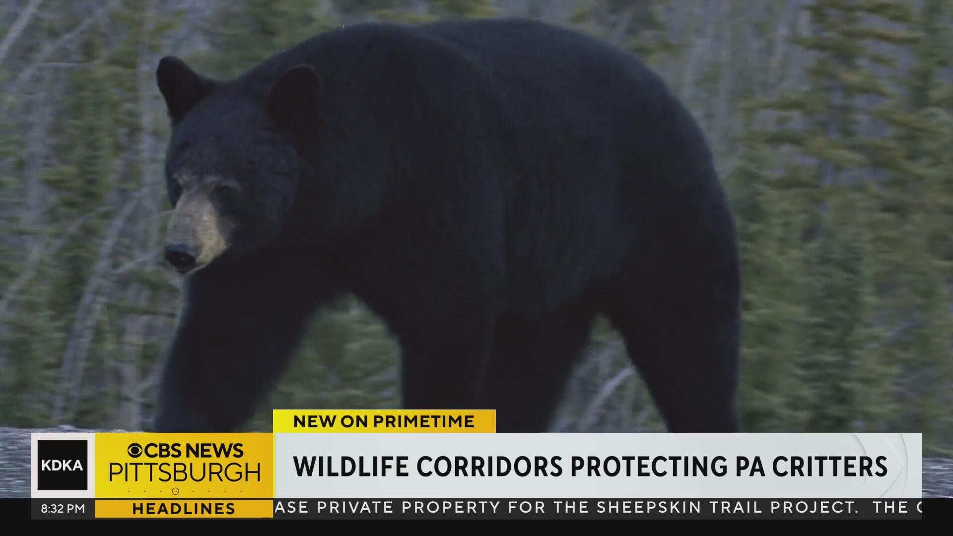 Report highlights how wildlife corridors protect wildlife and more are ...