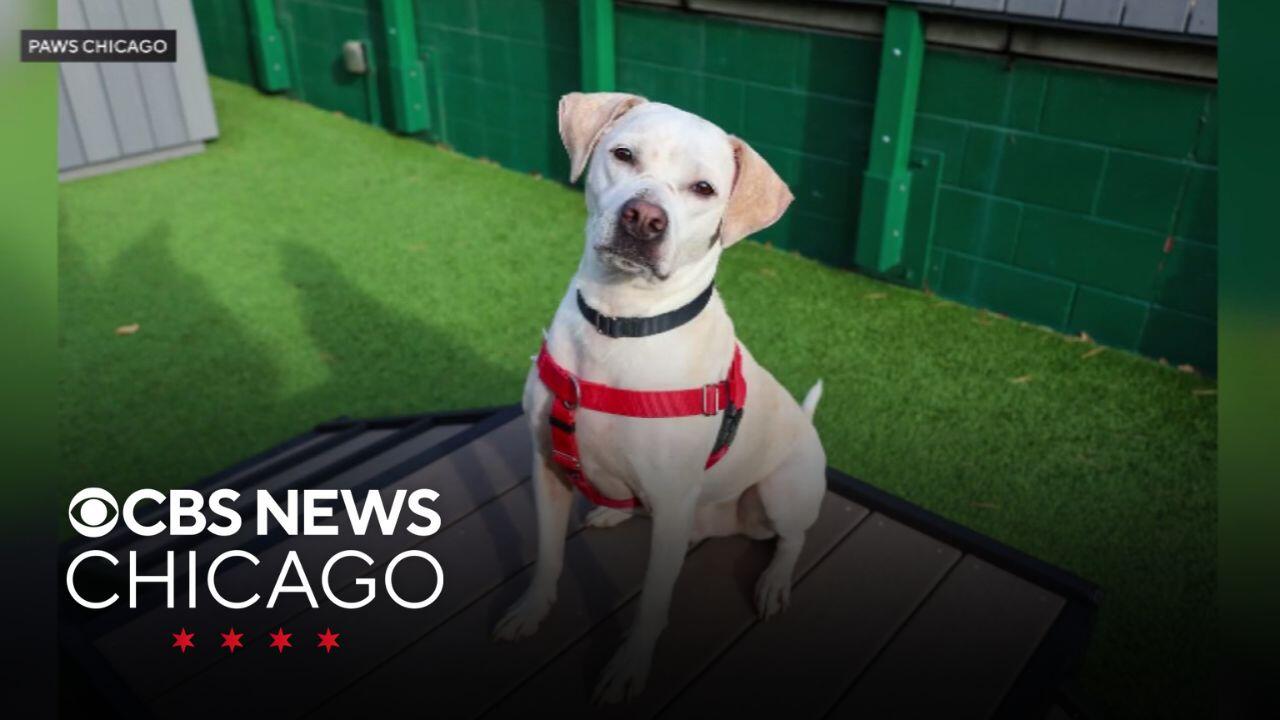 Rescue Together pet adoption event in Chicago aims to find forever ...