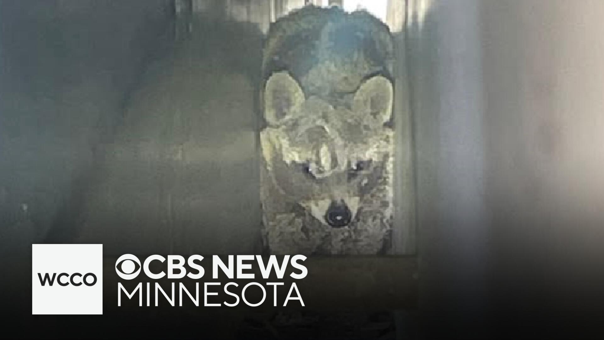 Raccoon knocks power out for thousands of Minnesota residents, utility ...
