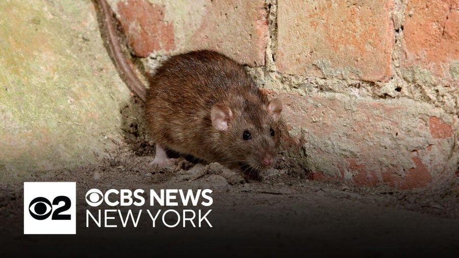 Rat birth control rolls out in NYC this month. What to know about the ...