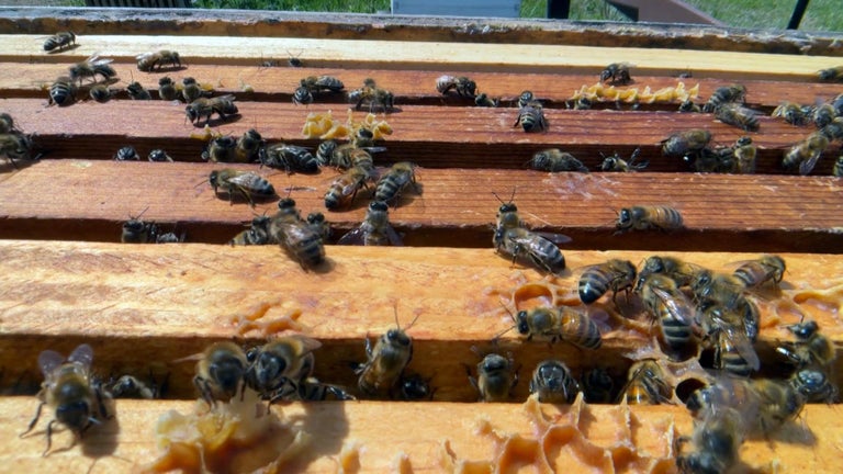 Millions of bees have died this year. It's "the worst bee loss in ...