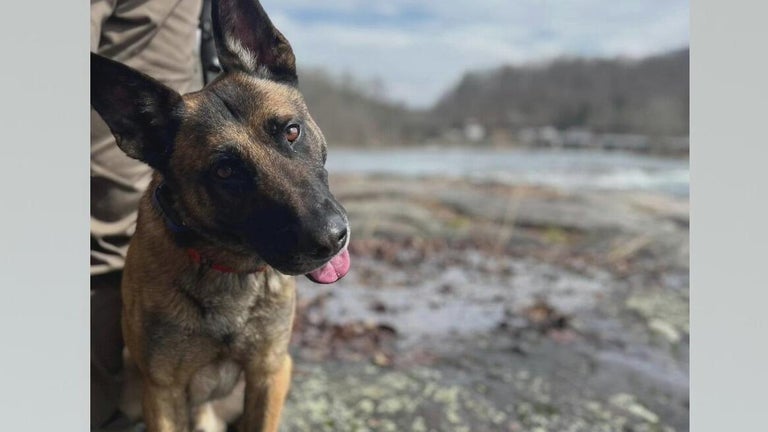Connellsville community says final goodbye to K-9 Ambroos during his ...