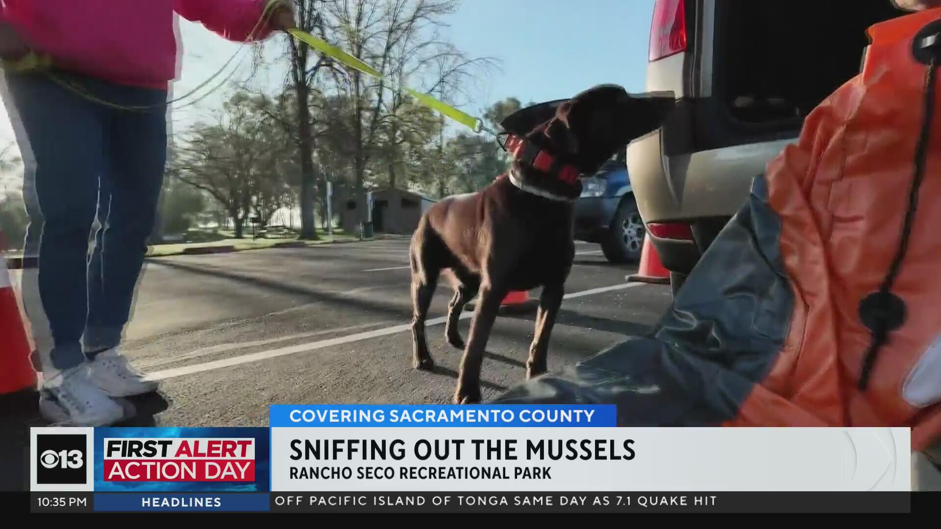 Dogs to help fight spread of invasive golden mussel s at Rancho Seco ...