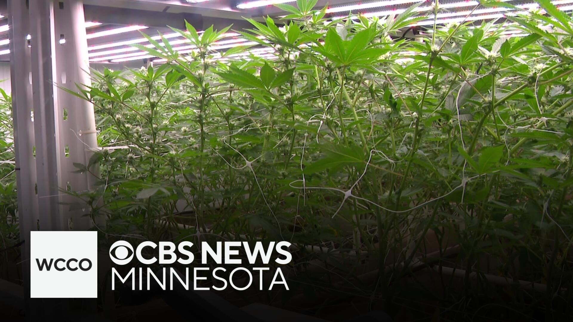 Prairie Island weed-growing operation brings newfound pride to Dakota ...