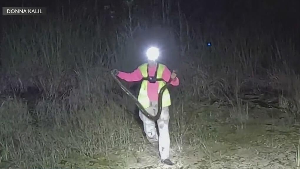 Inside the hunt: How a pro has caught over 1,000 Burmese pythons in the ...