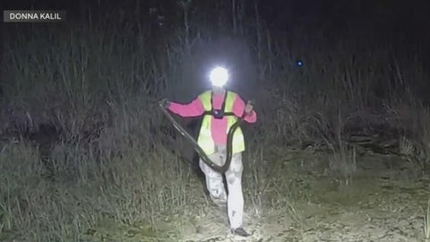 Inside the hunt: How a pro has caught over 1,000 Burmese pythons in the ...