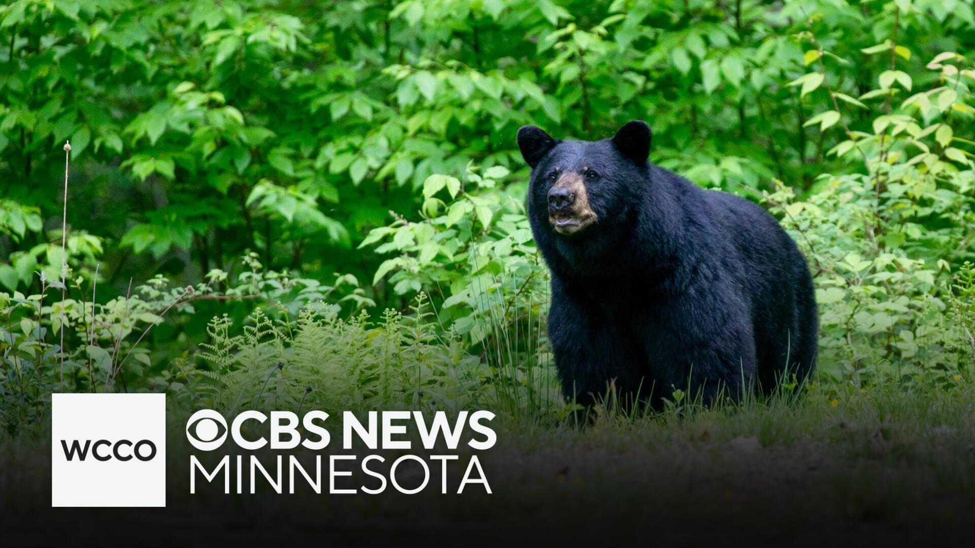 Minnesota bear hunt lottery awarding over 4,600 licenses for 2025 ...