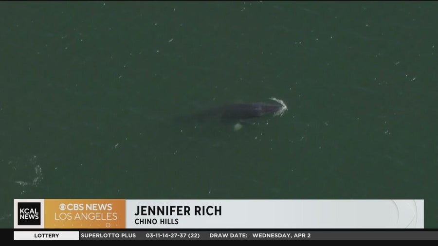 Wayward whale continues to draw spectators to Long Beach's Rainbow ...