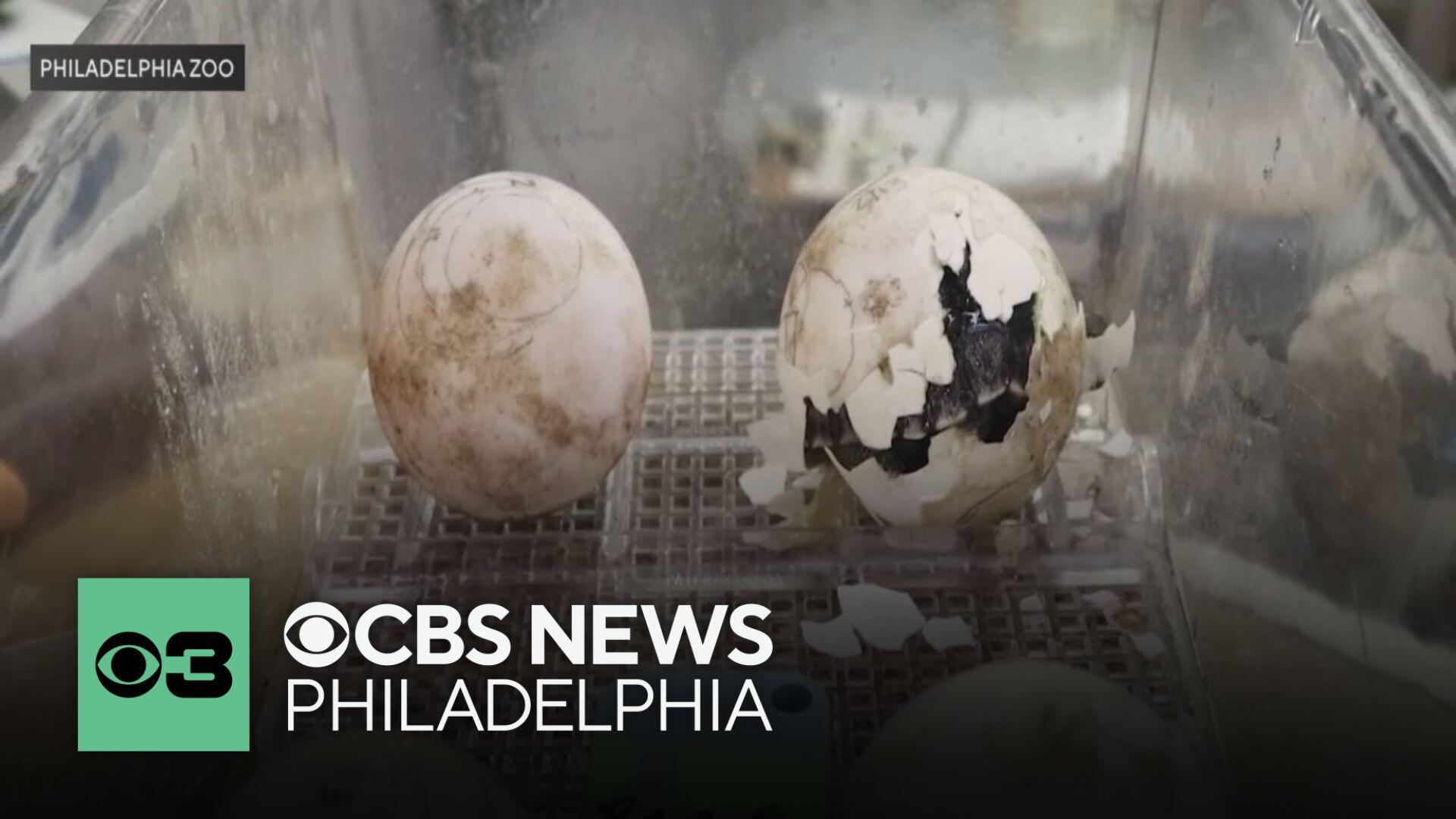 Galapagos tortoises at Philadelphia Zoo become first-time parents at ...