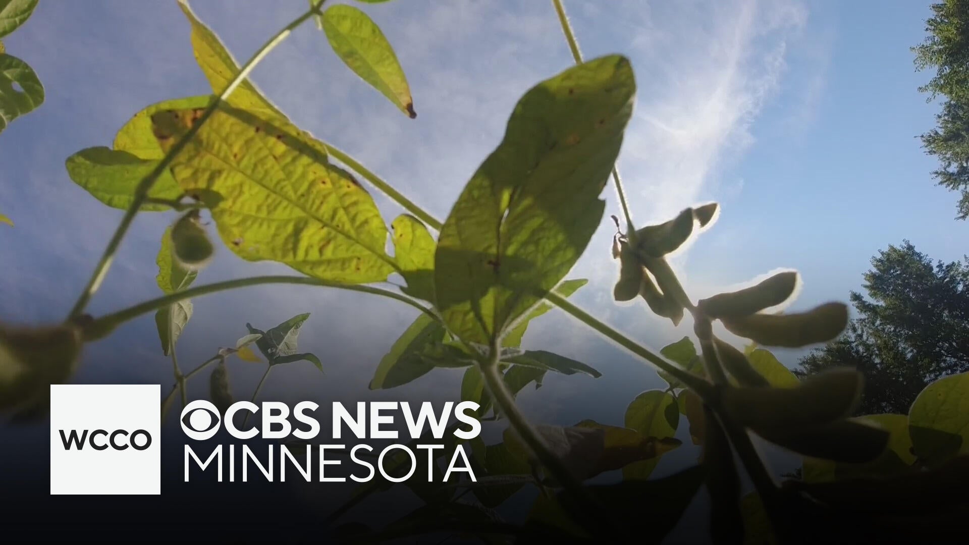 Trump's trade war with China worries Minnesota's soybean farmers - CBS ...