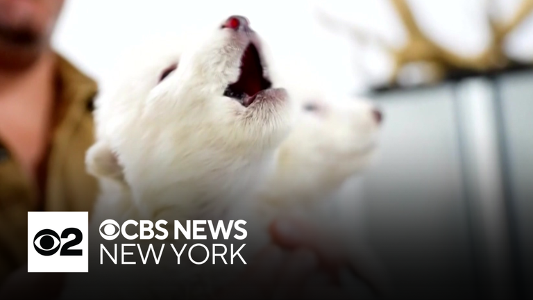 The dire wolf, which went extinct 12,500 years ago, revived by biotech company - CBS News