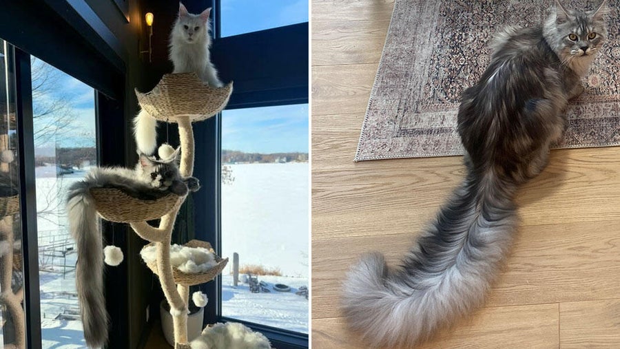 Minnesota cat earns Guinness World Record for longest tail - CBS Minnesota