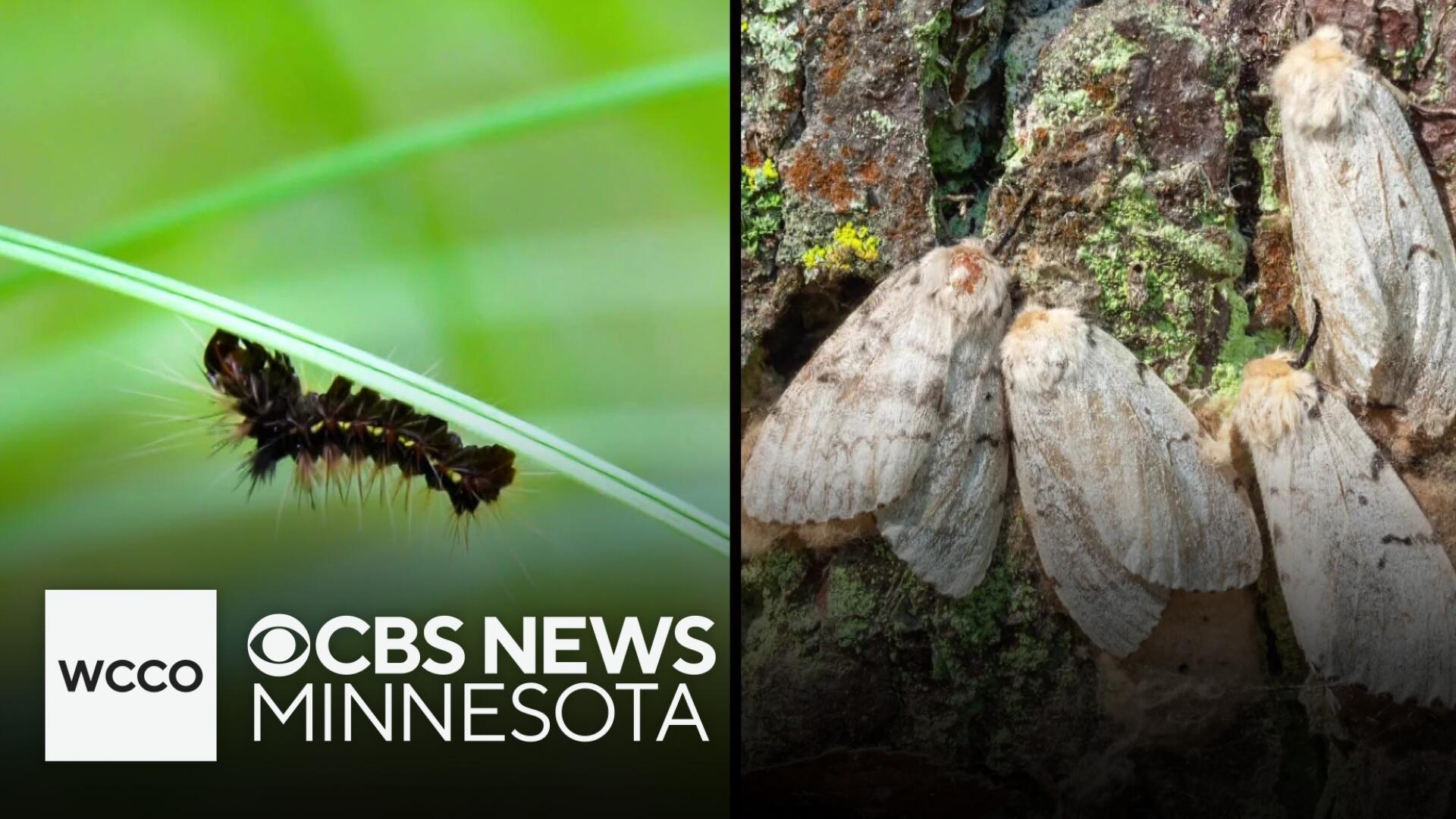 Minnesota's spongy moth mitigation plan canceled due to lack of federal ...