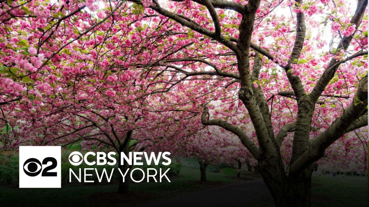 Cherry blossom trees in full bloom for 2025 season around NYC. See how ...