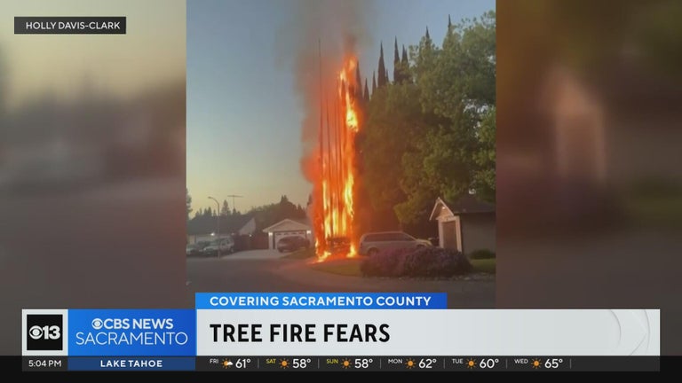 Neighbors near Carmichael suspect arson after string of cypress tree ...