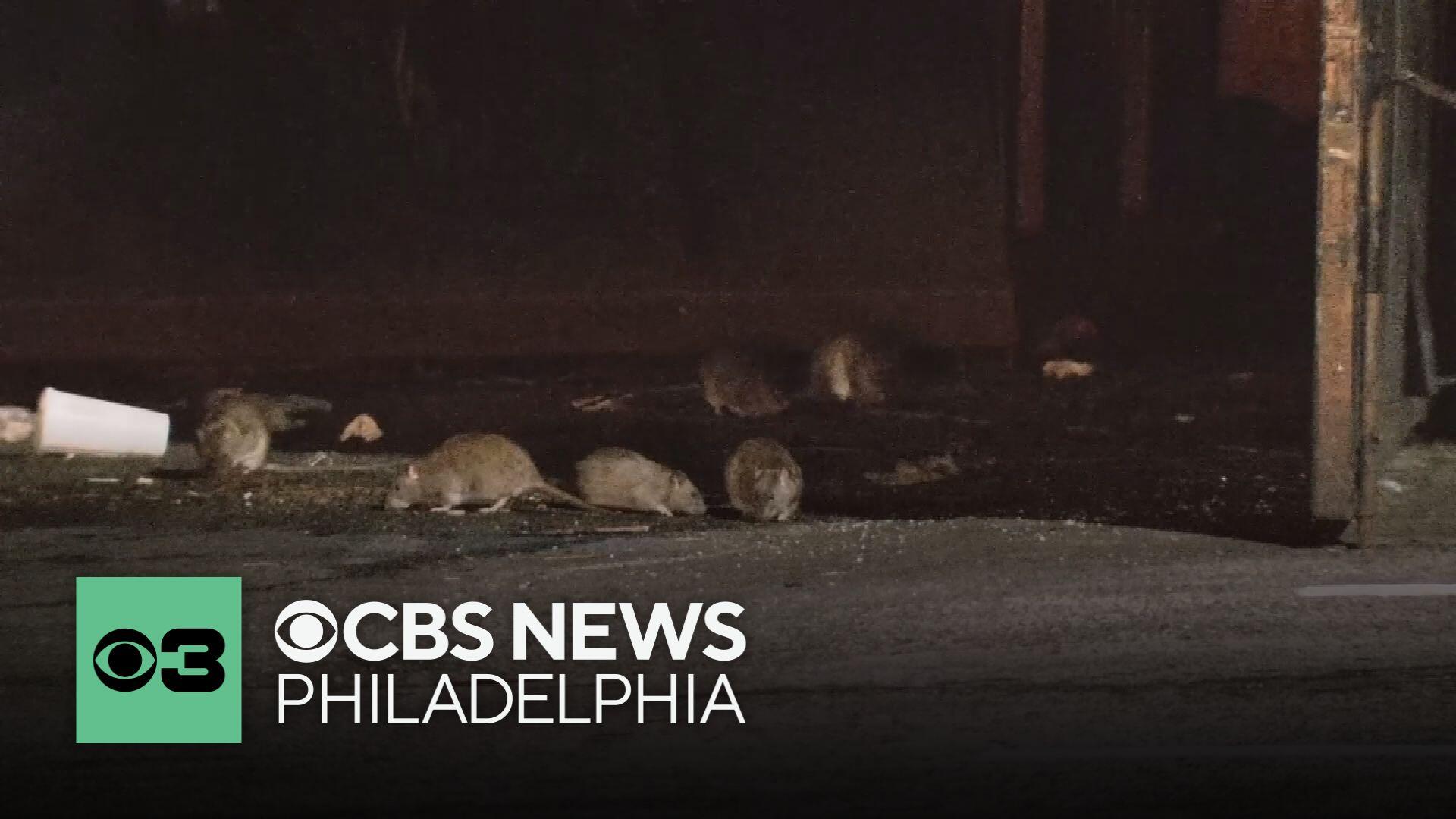 Residents and business owners say rats are growing problem in ...