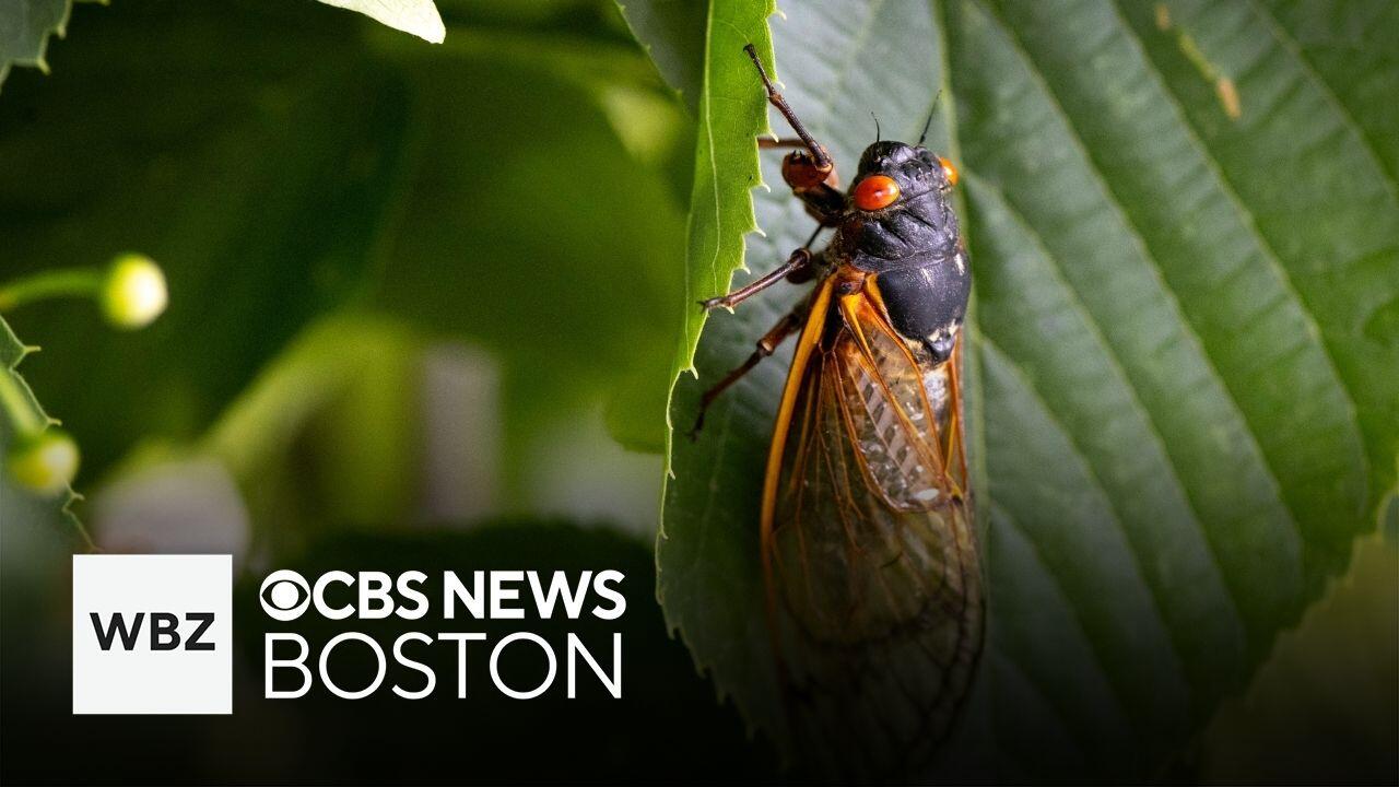 Cicadas are coming to Massachusetts soon. Here's what to know about ...