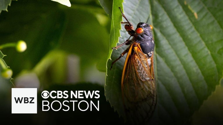 Cicadas are coming to Massachusetts soon. Here's what to know about ...