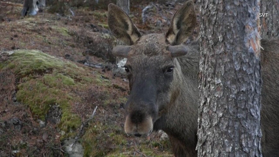 Kerstenjulia of leak only the perfect fit and lots of