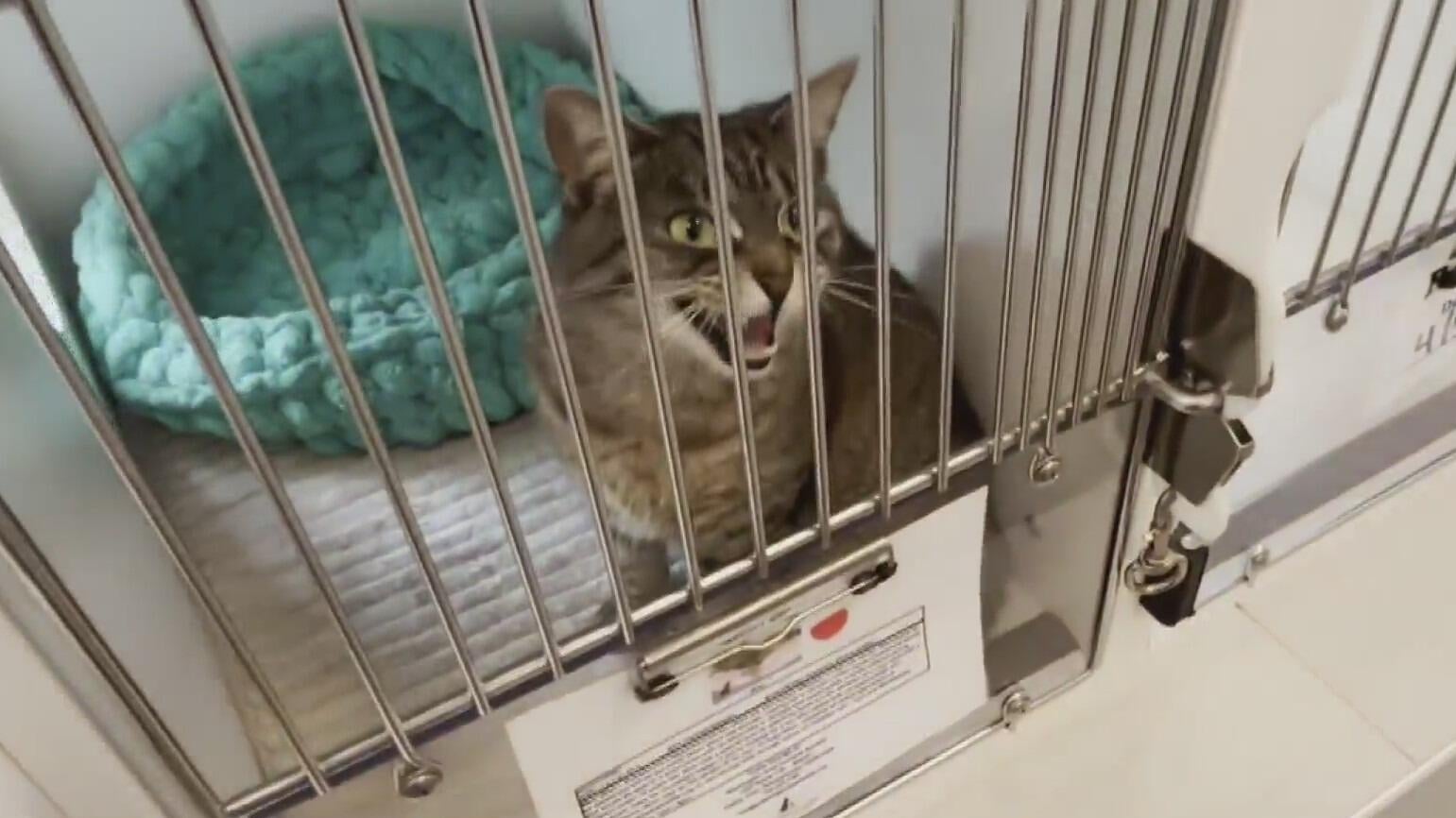 Pittsburgh-area animal shelters prepare for kitten season - CBS Pittsburgh