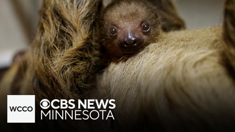 Guests catch rare glimpse at sloth giving birth at the Como Zoo in St ...