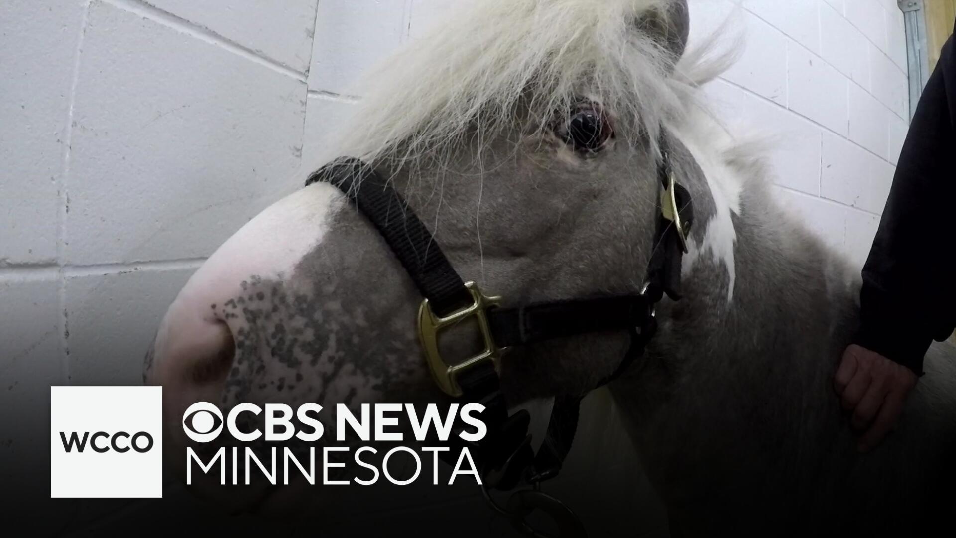3-legged mini horse fitted with custom prosthetic leg in groundbreaking ...