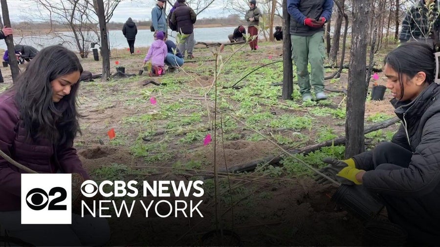 Volunteers hope to reduce wildfire risk in Brooklyn by planting less ...
