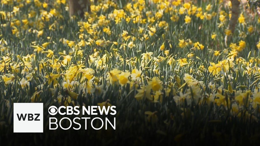 Daffodil field in Massachusetts started during World War II no longer a ...