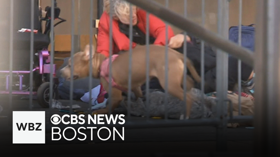 Police fire shot at "vicious dog" near Boston Marathon finish line, use ...